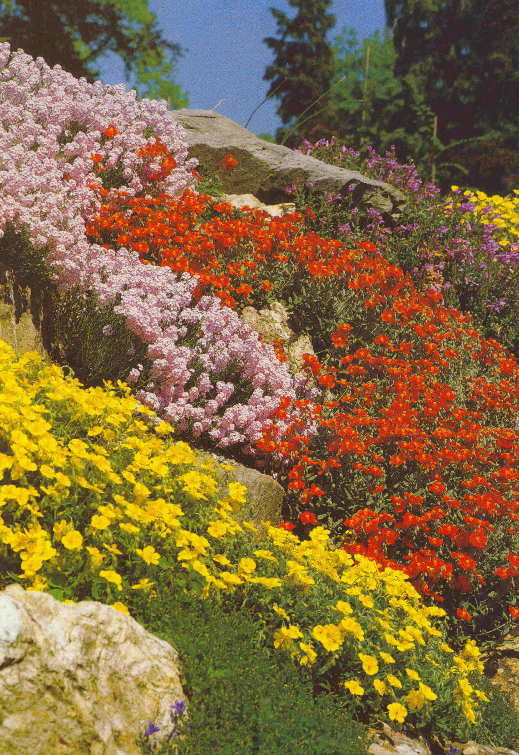 Jardin fleuri.